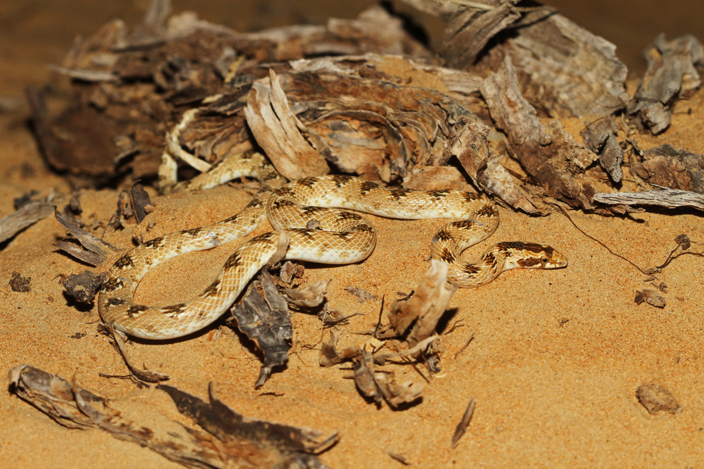Awl-headed Snake from Al Bataeh - Sharjah - Объединенные Арабские ...