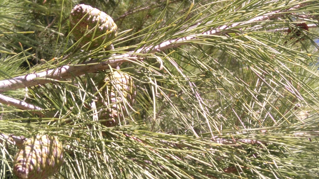 Afghan Pine (Pinus brutia eldarica) - Botanical Realm