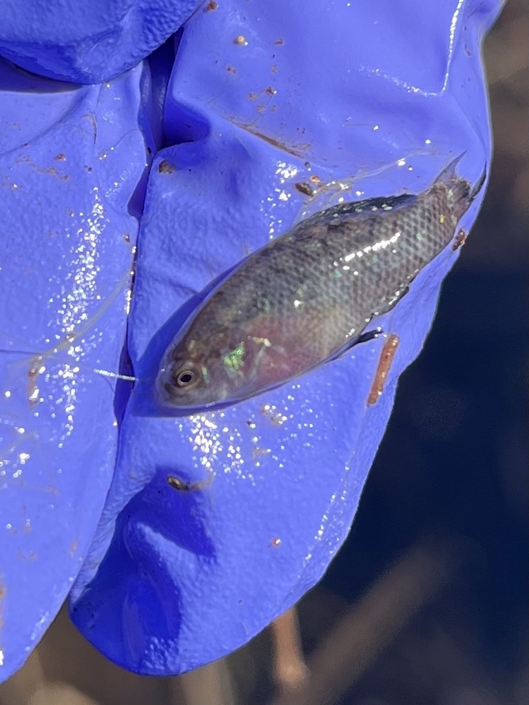 Everglades Pygmy Sunfish in February 2026 by jessieshaffer · iNaturalist