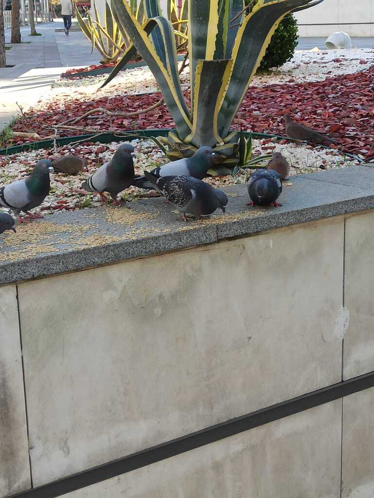 Feral Pigeon from Yüksekalan, Ali Çetinkaya Cd. No:21, 07310 Muratpaşa ...