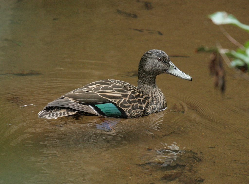 Meller's Duck in November 2008 by Mikael Bauer · iNaturalist