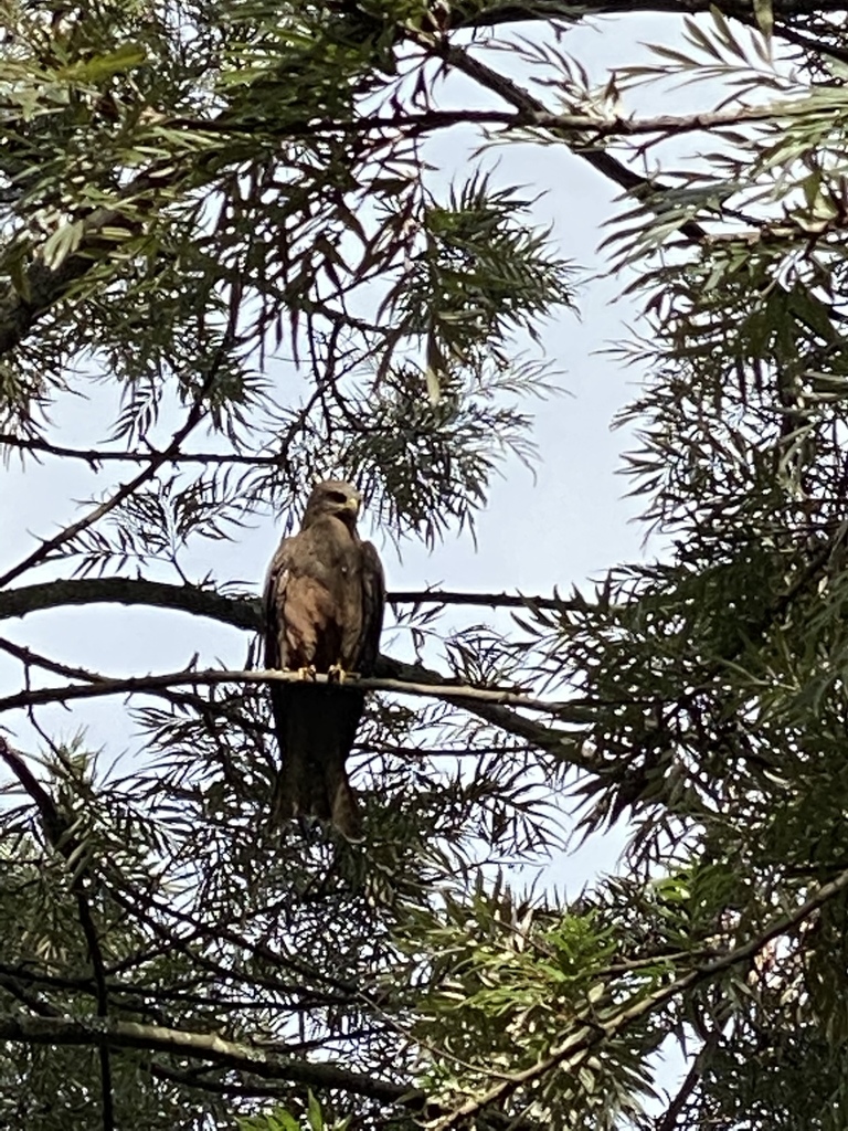 Black Kite from Kisoro-Rubuguli-Road, Southern Province, UG on February ...