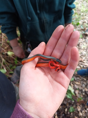 ring-necked snake (Diadophis punctatus) - Snakes and Lizards