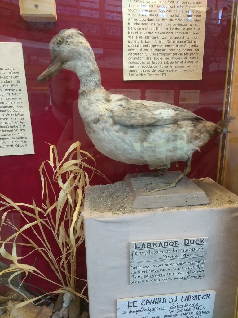 Labrador Duck by Brian Vigorito. Specimen of an extinct species seen at ...