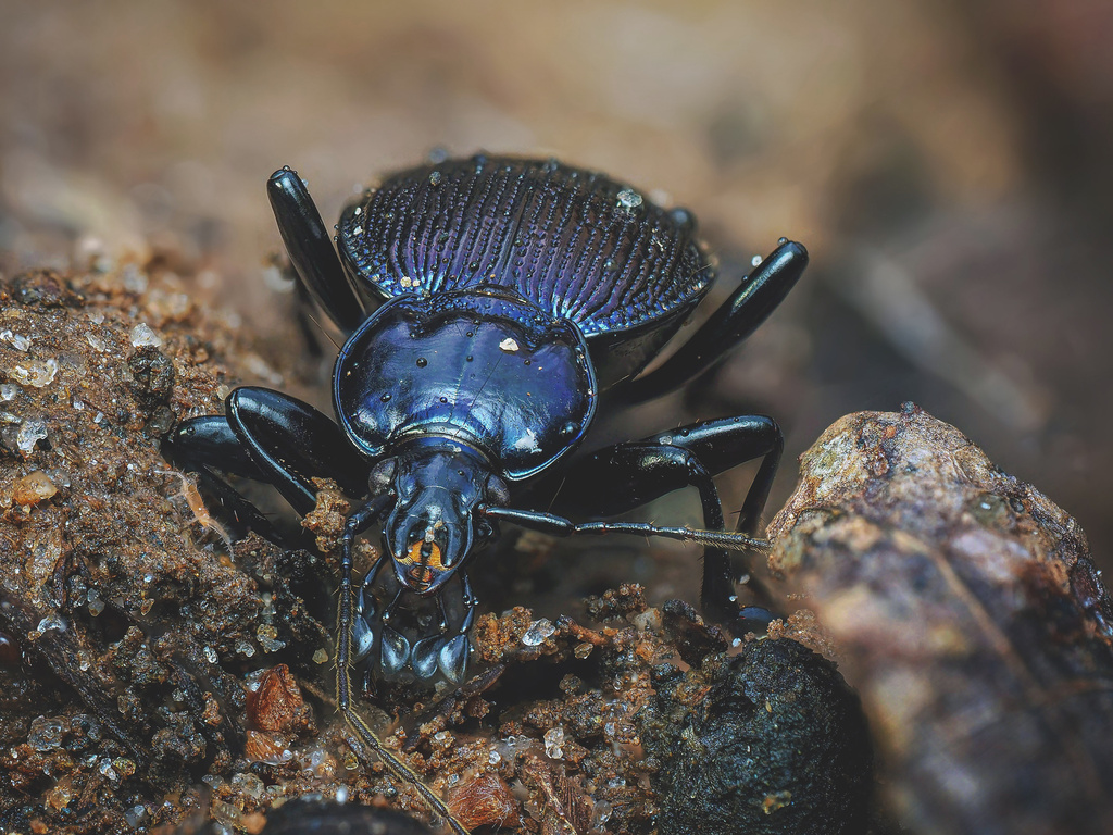 Small Snail-eating Ground Beetle from Scout Creek Ct, Laurens, SC, US ...