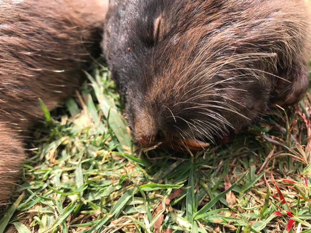 Smoky Pocket Gopher from Michoacán ario de rosales on February 20, 2020 ...