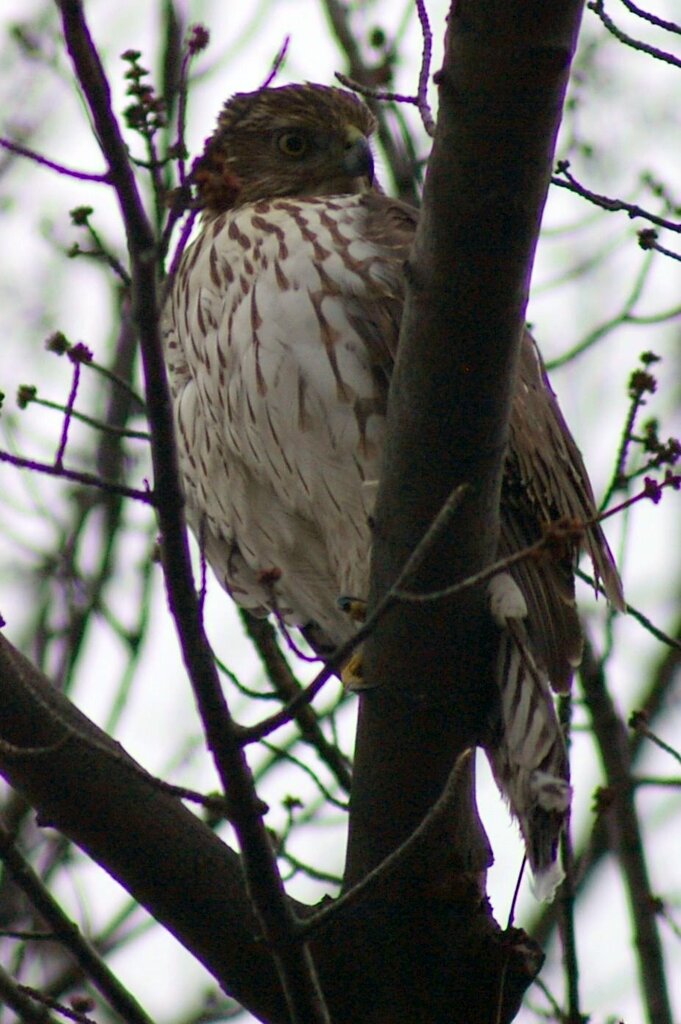 Cooper's Hawk from 2317 Peggy Ln, Silver Spring, MD 20910, USA on ...