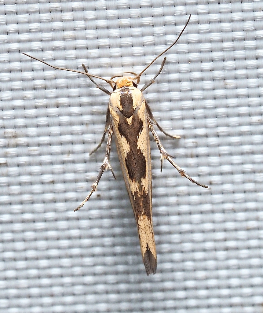 Feather-legged Moths from Coreen Way, Kalamunda, WA, AU on February 20 ...