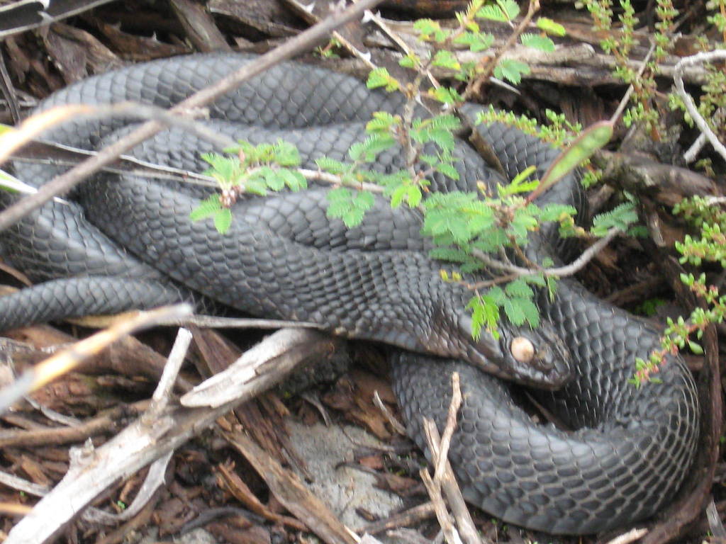 Central American Indigo Snake from Zaragoza, S.L.P., México on July 09 ...