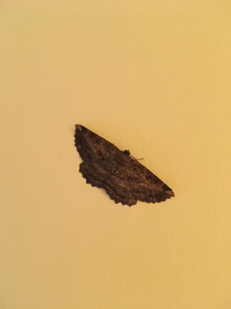Brown evening moth in February 2020 by Ember Song. Moth that paid a ...