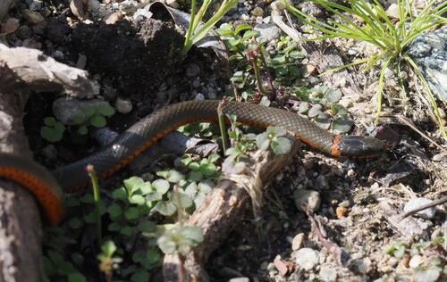 ring-necked snake (Diadophis punctatus) - Snakes and Lizards