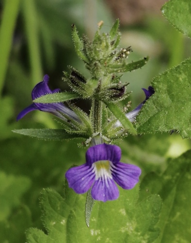 Purple Stemodia (Variety Stemodia durantifolia durantifolia) · iNaturalist