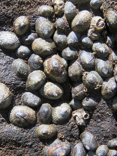 Siphonaria lessonii · iNaturalist
