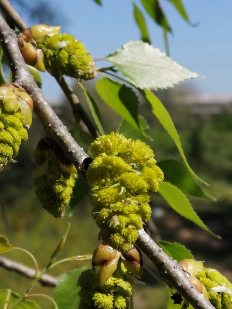 Populus mexicana dimorpha from Mazatlán, Sin., México on February 19 ...