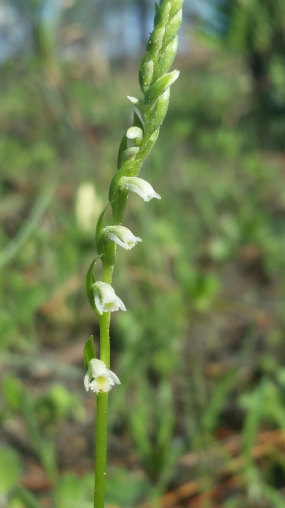 Slender Ladies' Tresses from Punta Gorda, FL 33982, USA on February 20 ...