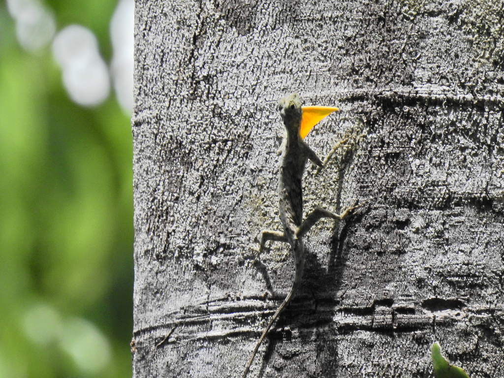Sulawesi Flying Dragon (Dracos of Asia) · iNaturalist