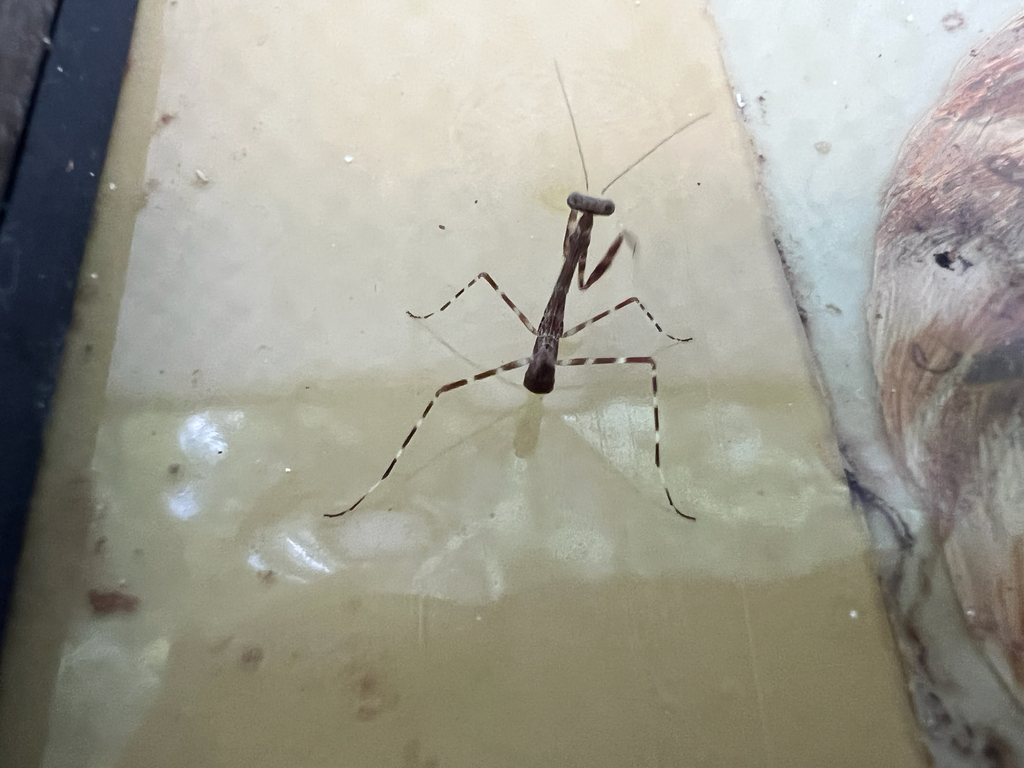 Miomantis from Jomoro, Western, GH on February 7, 2026 at 12:18 PM by ...