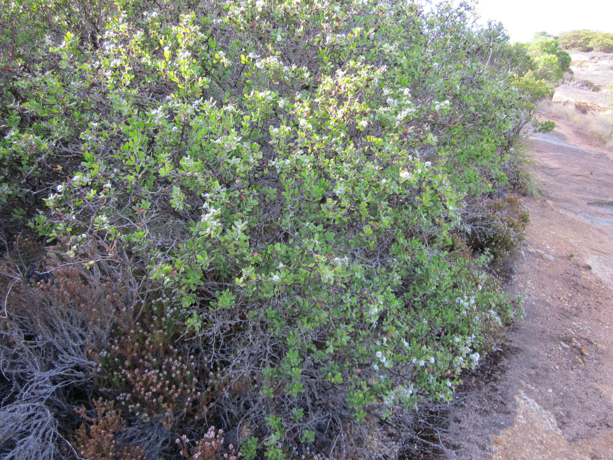 Taxandria marginata (Labill.) J.R.Wheeler & N.G.Marchant