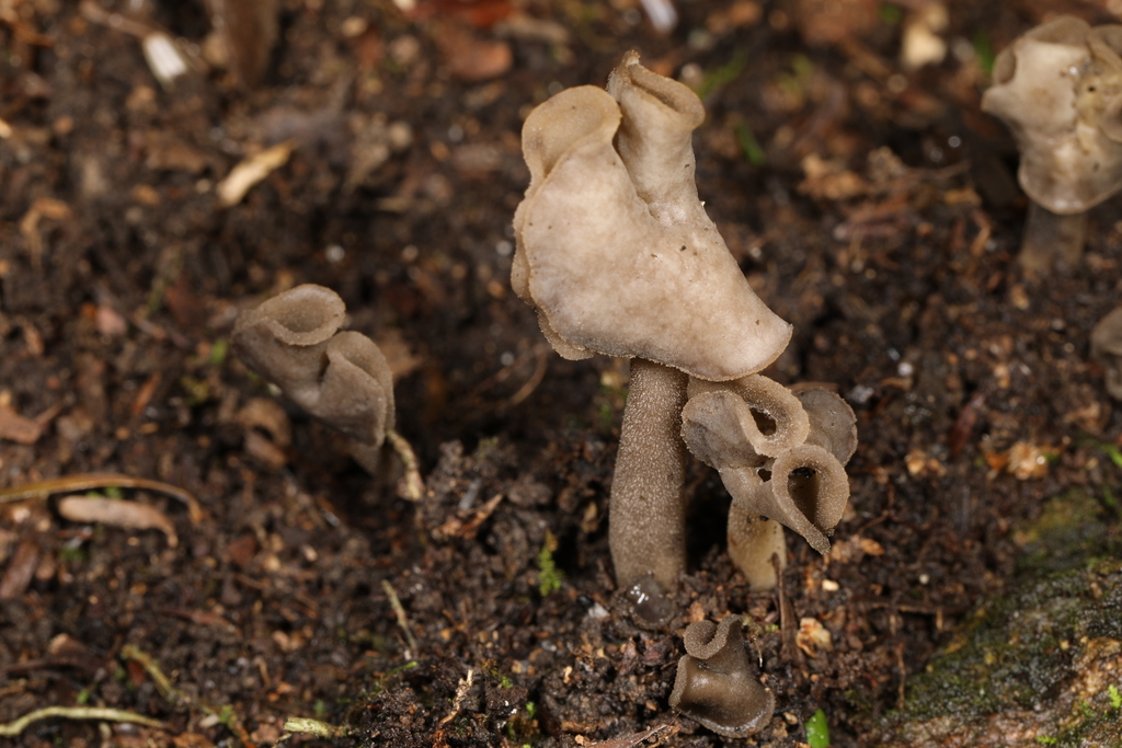 Helvella ephippium from Morgantown, West Virginia, USA on July 19, 2019 ...