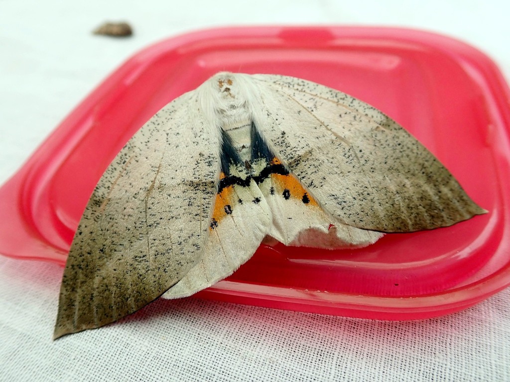 Fallen Bark Looper from Sydney NSW, Australia on February 21, 2020 at ...