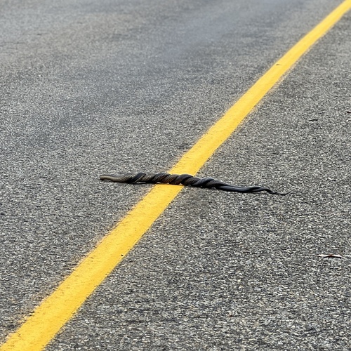Highlands Copperhead (Austrelaps ramsayi) - Snakes and Lizards