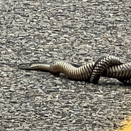 Highlands Copperhead (Austrelaps ramsayi) - Snakes and Lizards