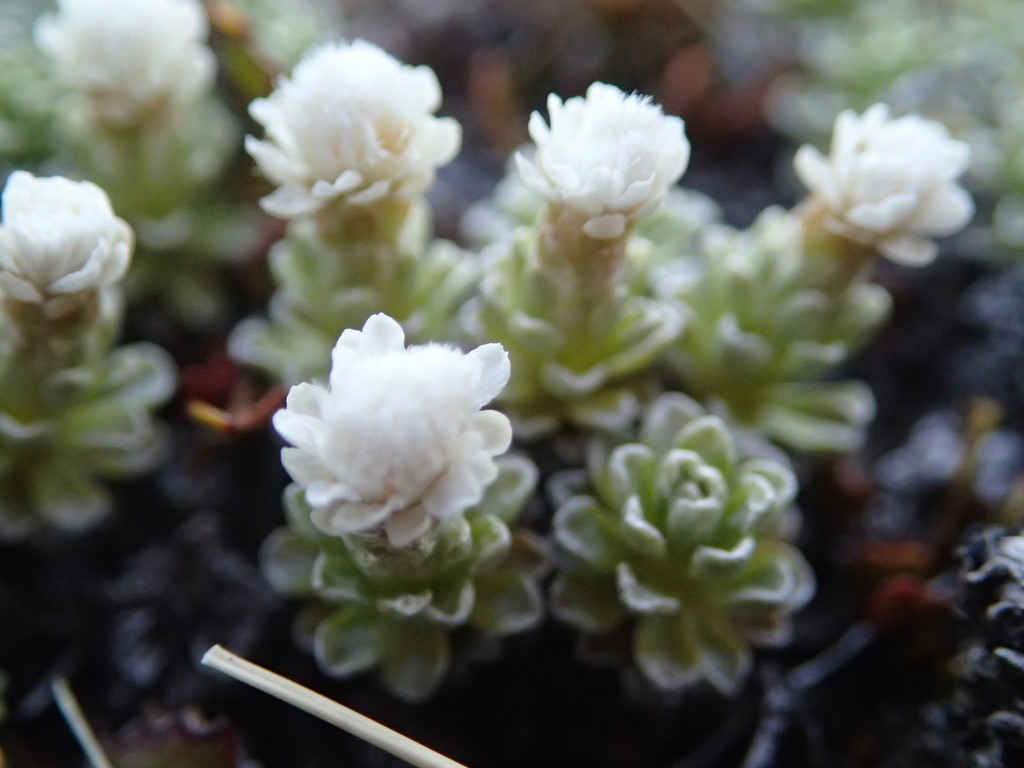 Turf-mat daisy from St James Range 7395, New Zealand on January 27 ...