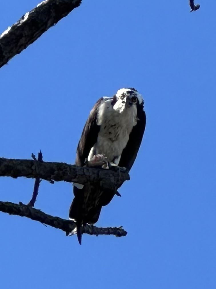 Osprey from Miramar Beach, FL, US on February 24, 2026 at 09:42 AM by ...