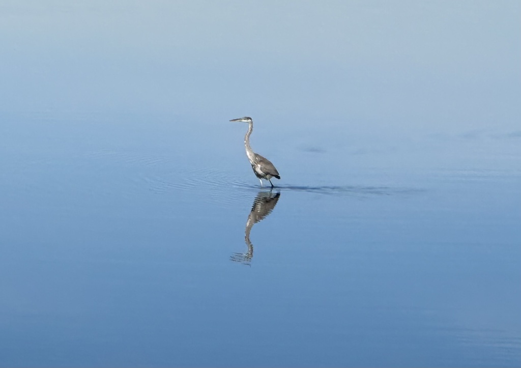 Great Blue Heron from Jolee Island Ln, Miramar Beach, FL, US on ...