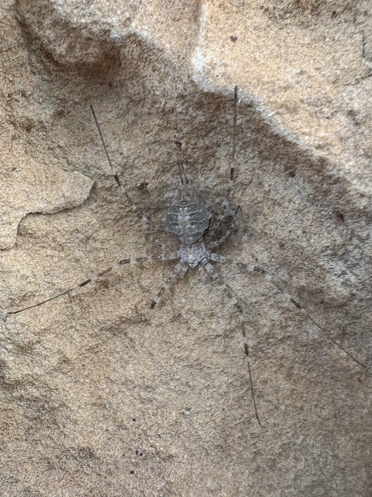 Common Long Spinnered Tree Spider from R522, Louis Trichardt, Limpopo ...