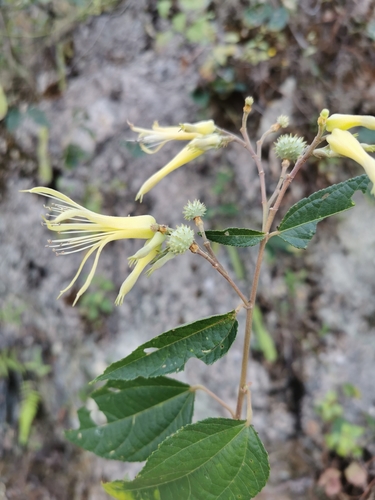 Triumfetta indurata · iNaturalist