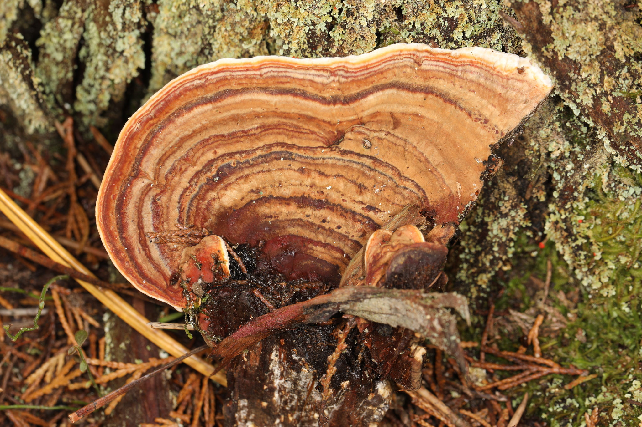 Heterobasidion irregulare Garbel. & Otrosina