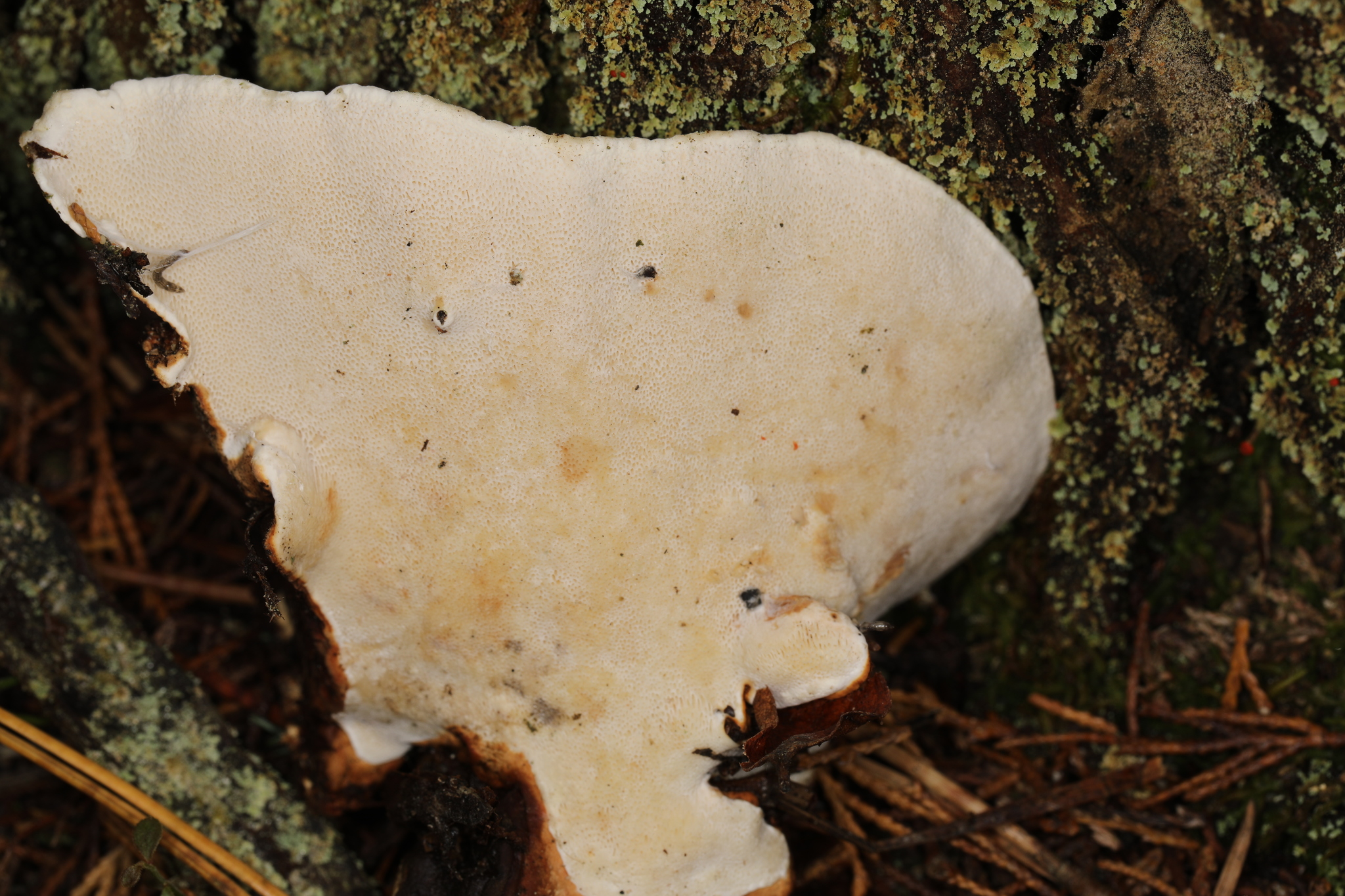 Heterobasidion irregulare Garbel. & Otrosina