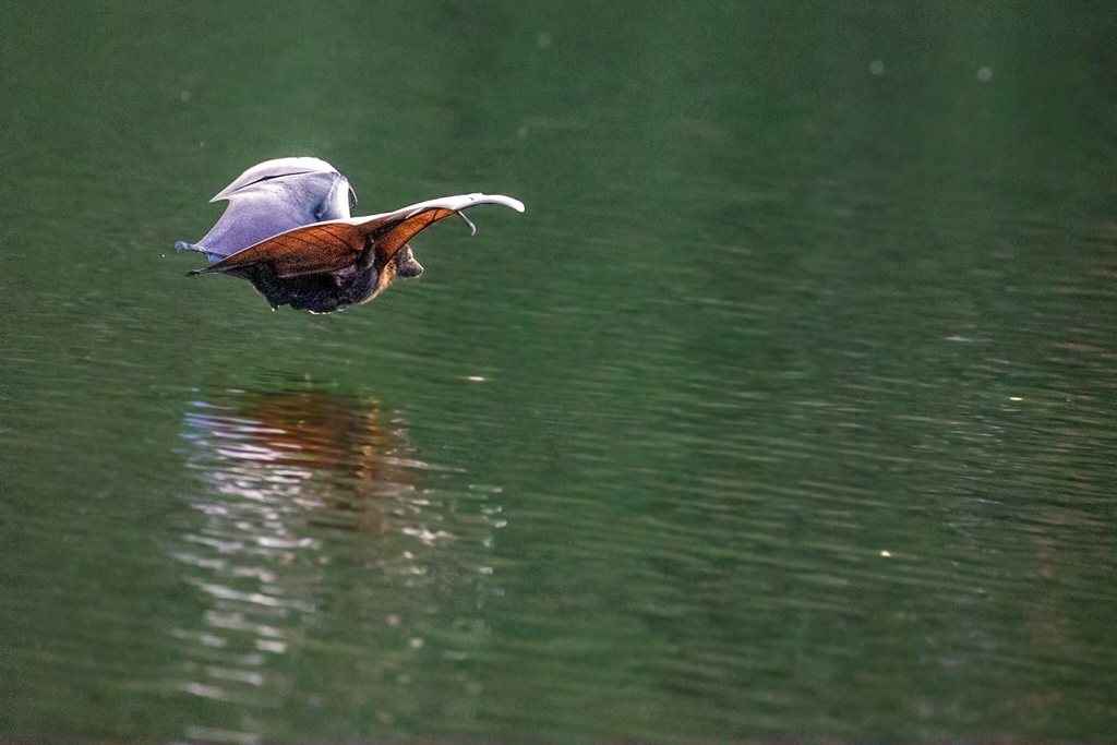 Spectacled Flying-fox (Pteropus conspicillatus) - Know Your Mammals