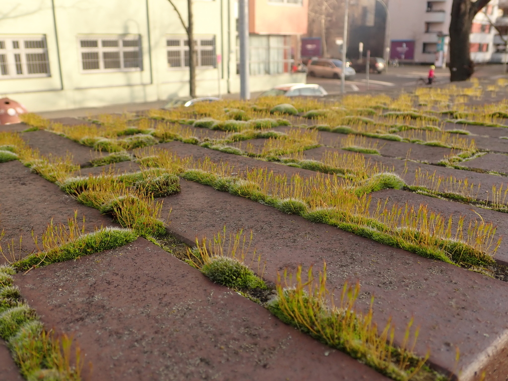 Wall Screw-moss (Tortula muralis) - Botanical Realm