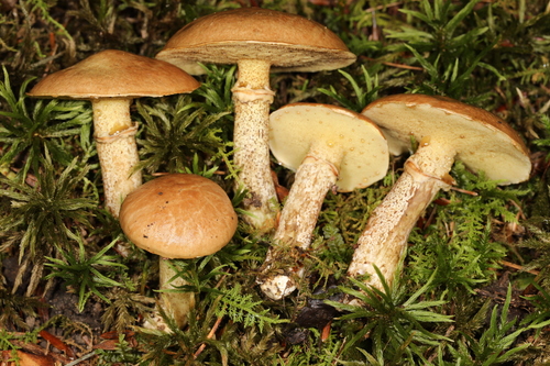 Sour Cap Suillus (Suillus acidus)