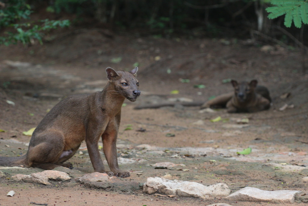 Fossa (Cryptoprocta ferox) - Know Your Mammals