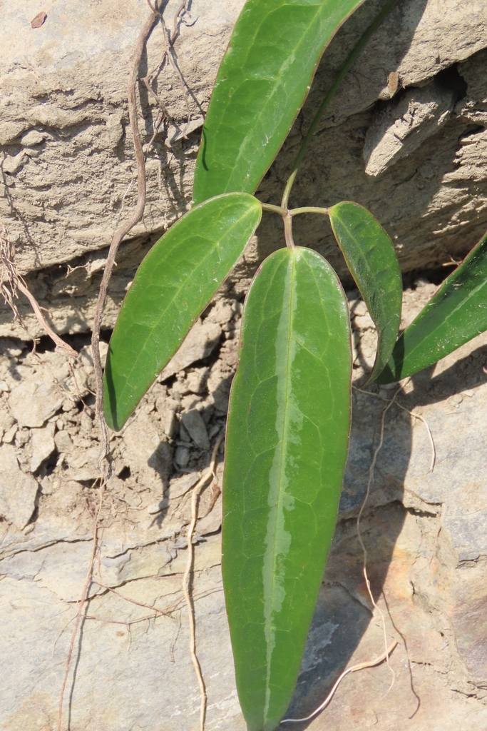 (Clematis uncinata) - Botanical Realm