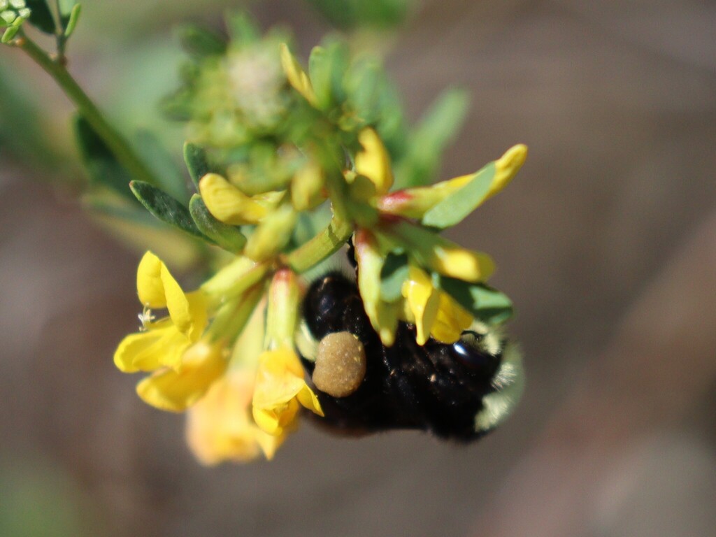 Yellow-faced Bumble Bee from Lake Murray on February 24, 2026 at 10:40 ...