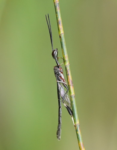 Gasteruption platycephala · iNaturalist United Kingdom