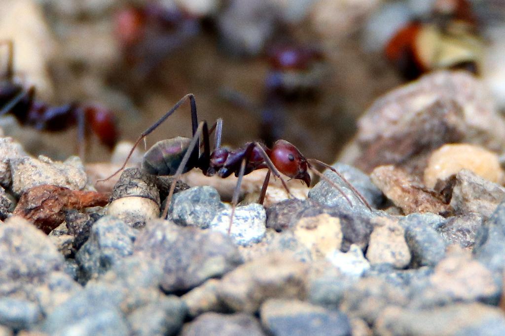 Southern Meat Ant from Tharwa ACT, Australia on February 18, 2020 at 12 ...