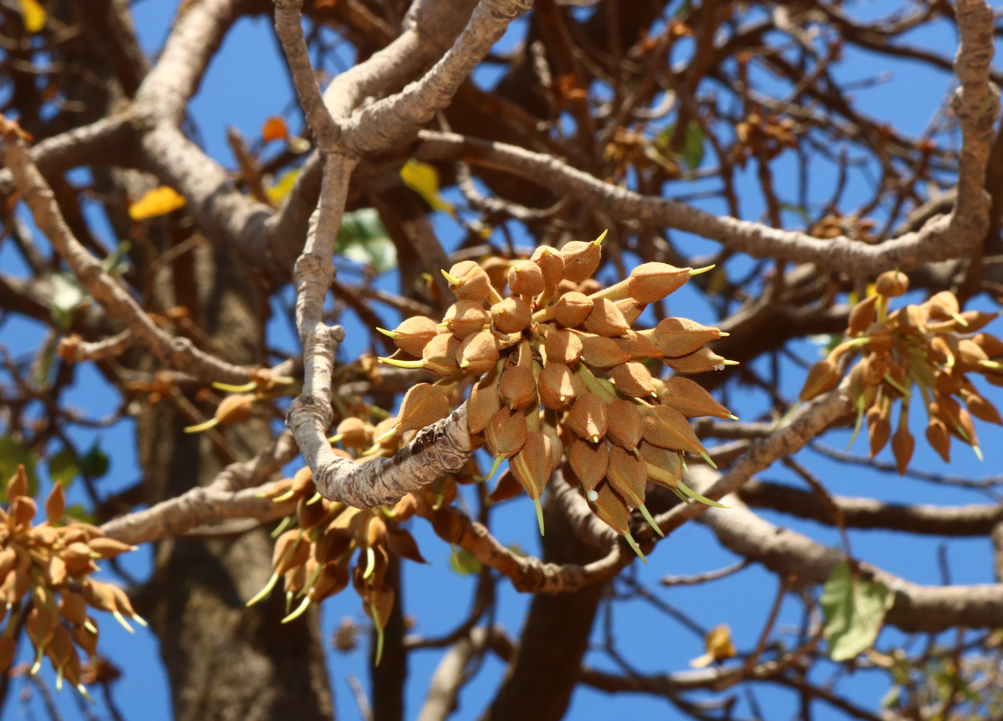 Madhuca longifolia (J.Koenig ex L.) J.F.Macbr.
