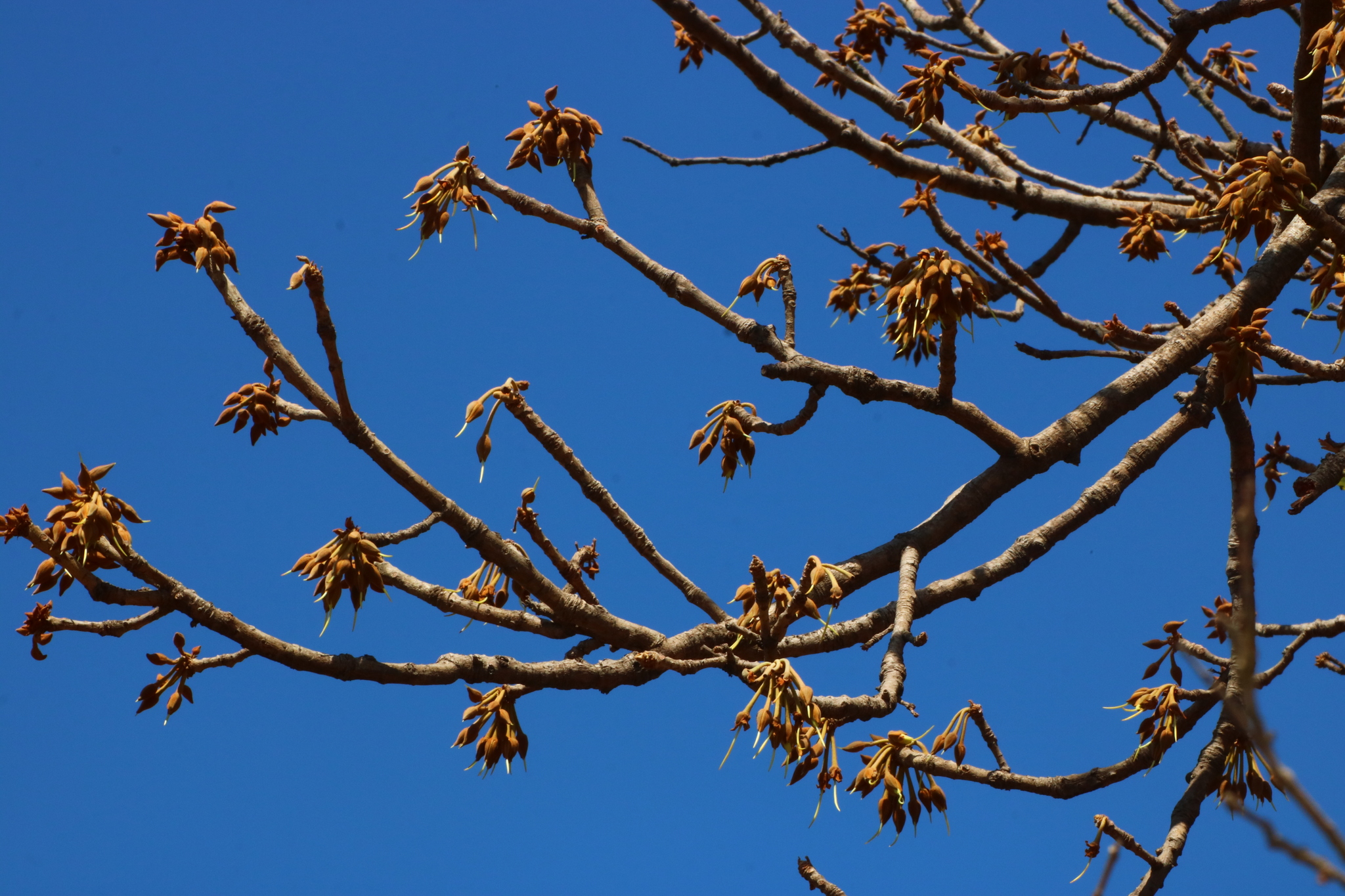 Madhuca longifolia (J.Koenig ex L.) J.F.Macbr.