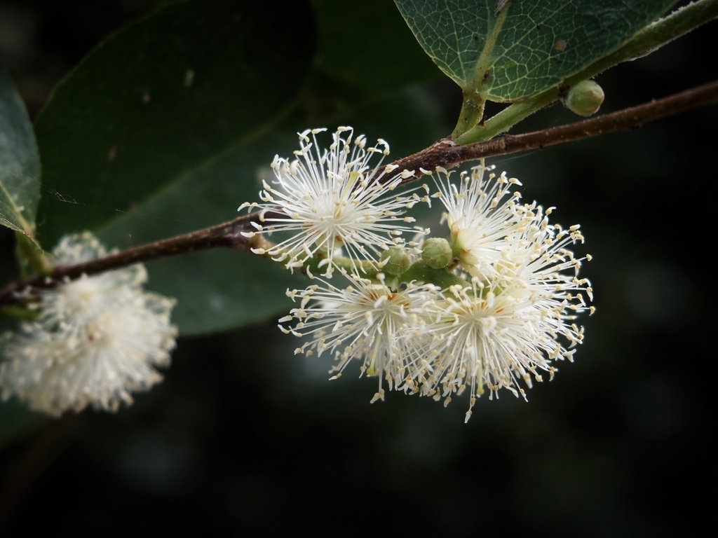 Scolopia macrophylla from Thuận An, Thị xã Bình Minh, Vĩnh Long ...