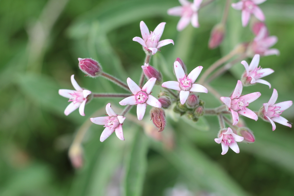 Oxypetalum solanoides from Departamento de Paysandú, Uruguay on ...