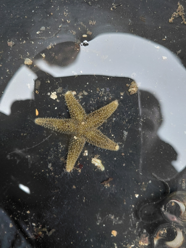 Northern Starfish from United Kingdom on February 25, 2026 at 10:19 AM ...