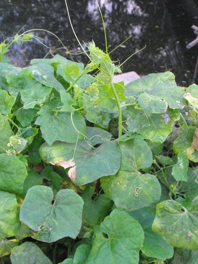 (Sicyos microphyllus) - Botanical Realm