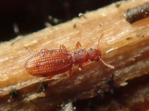 Dienerella elongata · iNaturalist