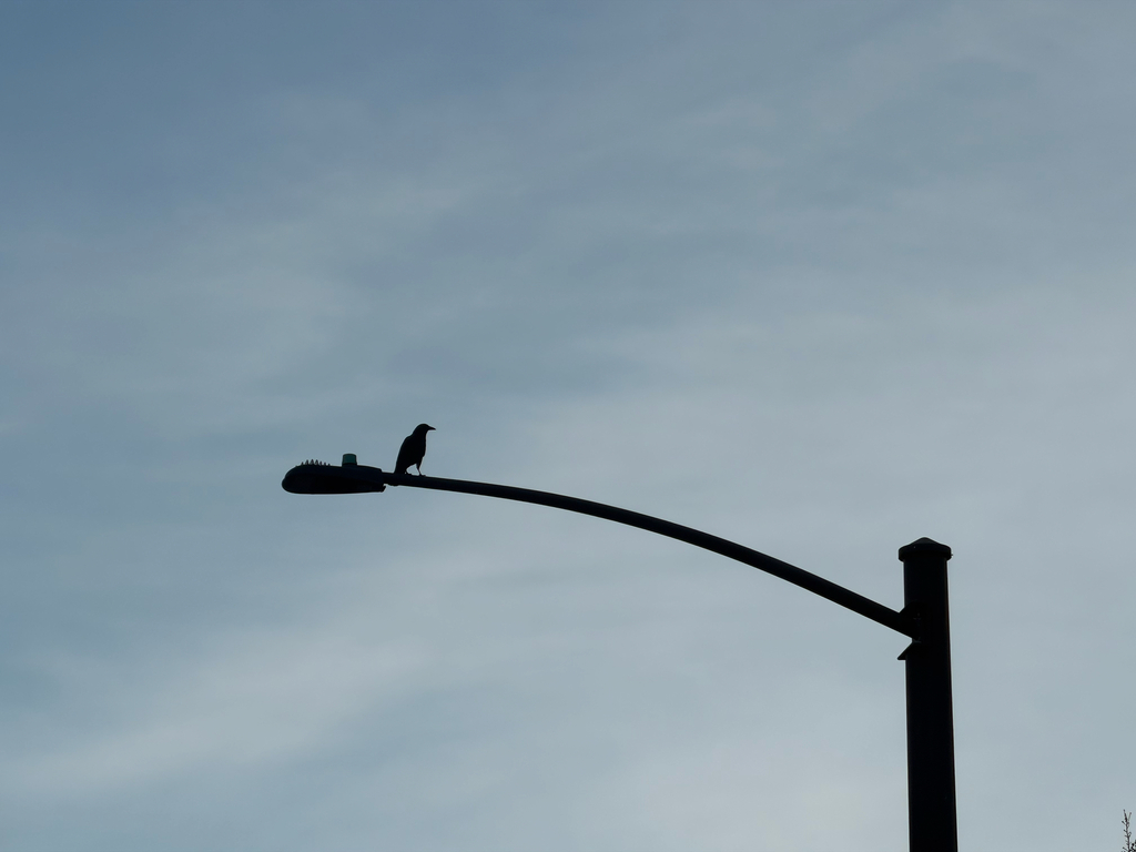 Fish Crow from SW Archer Rd, Gainesville, FL, US on February 25, 2026 ...