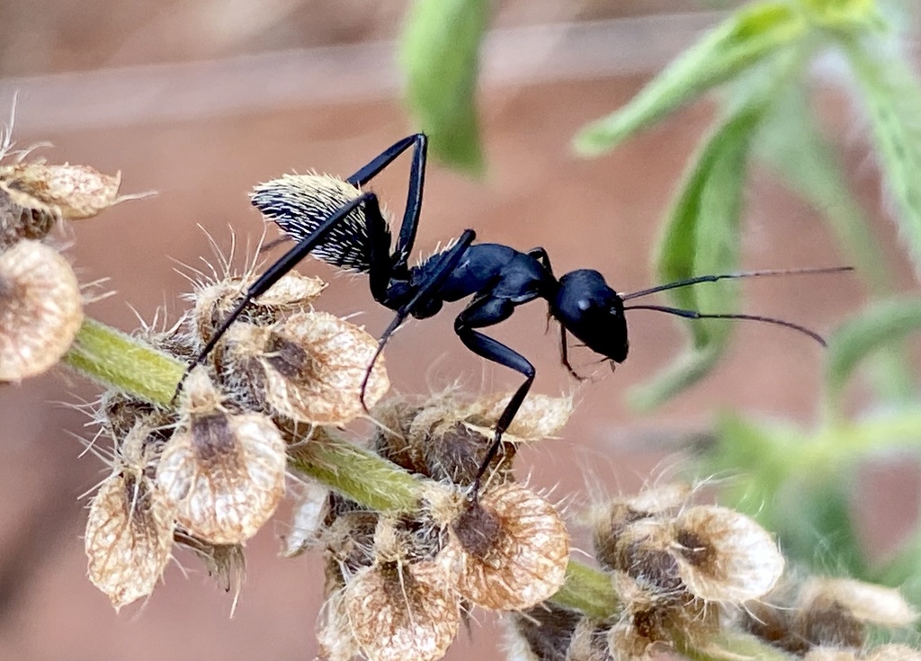 Karoo Balbyter Ant from NW, ZA on February 15, 2020 at 11:36 AM by ...